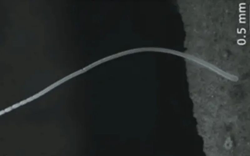 World’s Largest Bacteria Found in the Caribbean Mangroves! - The Hoard ...