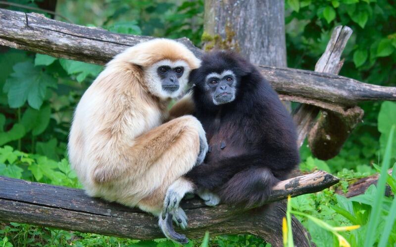 Gibbons Entered Asia Earlier Than Thought...! - The Hoard Planet