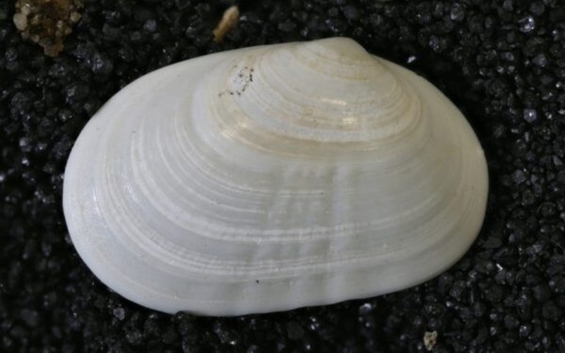 Clam Resurrected from Extinction...! - The Hoard Planet