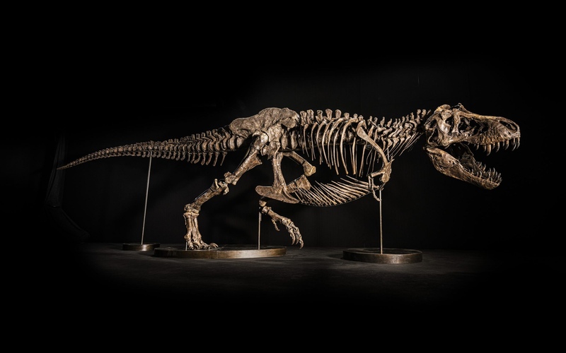 Rare T-Rex Skeleton Goes On Auction In Switzerland For $8 Million ...