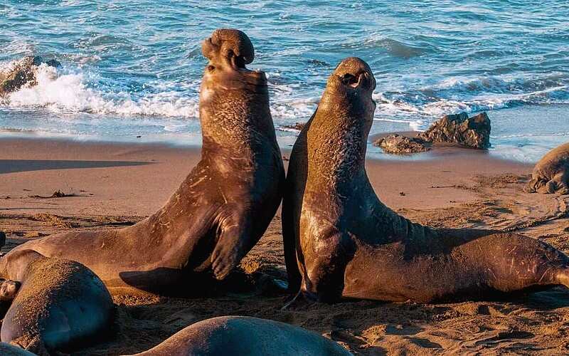 Northern Elephant Seals Sleep Deep Down in the Middle of the Ocean ...