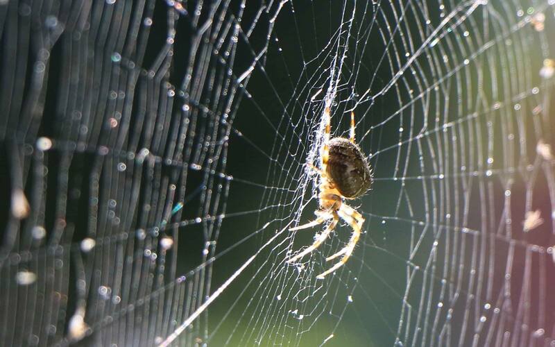Spider Silk Breakthrough: Genetically Modified Silkworms Spin Pure ...
