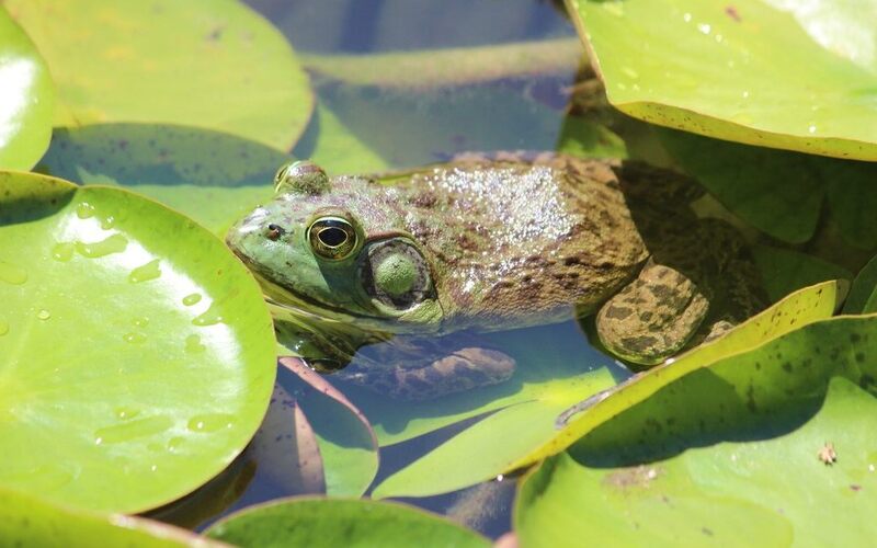 Bullfrogs Pose Threat to Rare Frog Species in Brazil! - The Hoard Planet