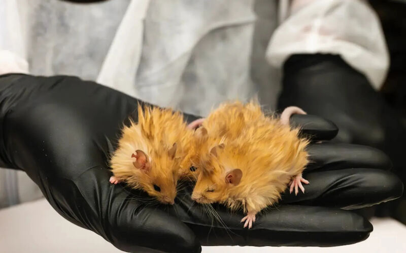 Woolly Mice and the Future of De-Extinction: A Scientific Milestone ...