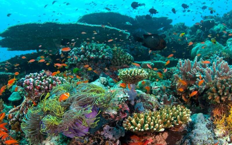 Coral Reef Collapse Marks Earth’s First Climate Tipping Point ...